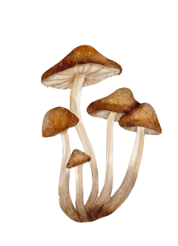 Stay at 42 Acres - 42 Acres